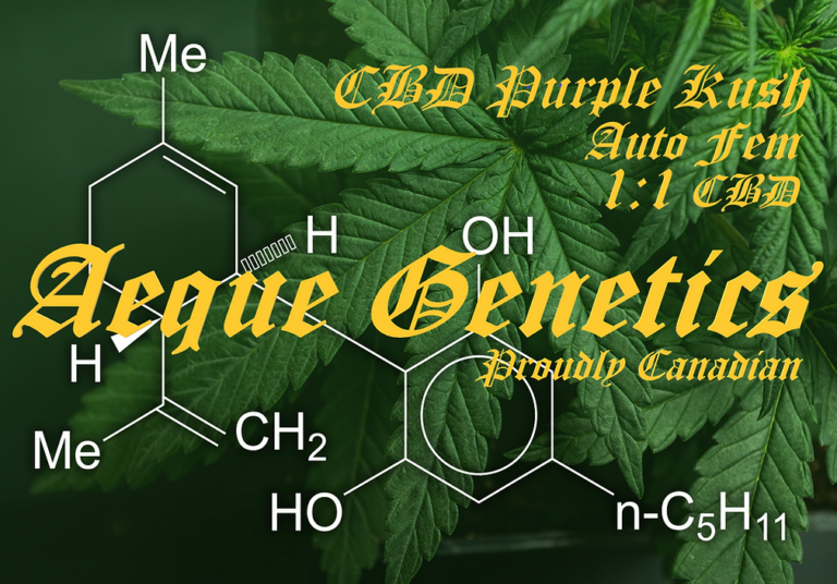 CBD PURPLE KUSH 1:1 | AEQUE GENETICS | AUTOFLOWER CANNABIS SEEDS FEMALE ...