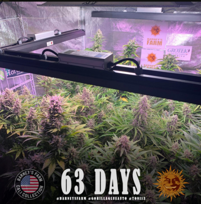 GG4 | BARNEY'S FARM | AUTOFLOWER FEMALE CANNABIS SEEDS | Multiverse ...