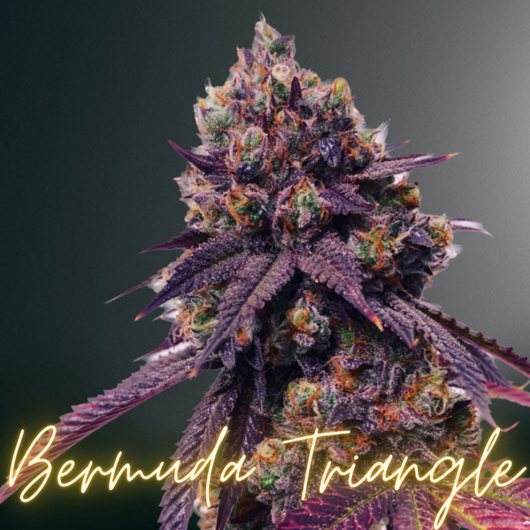 BERMUDA TRIANGLE | PRECURSOR GENETICS | PHOTOPERIOD CANNABIS SEEDS ...