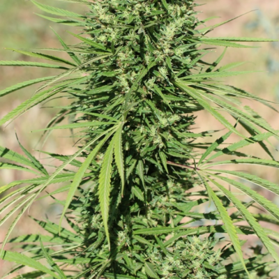 MOROCCO BELDIA KIF | ACE SEEDS | PHOTOPERIOD CANNABIS SEEDS REGULAR ...