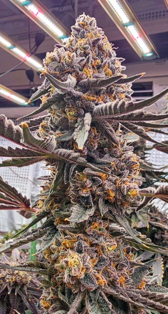 CANDI PAINT | LIT FARMS | PHOTOPERIOD FEMALE CANNABIS SEEDS ...