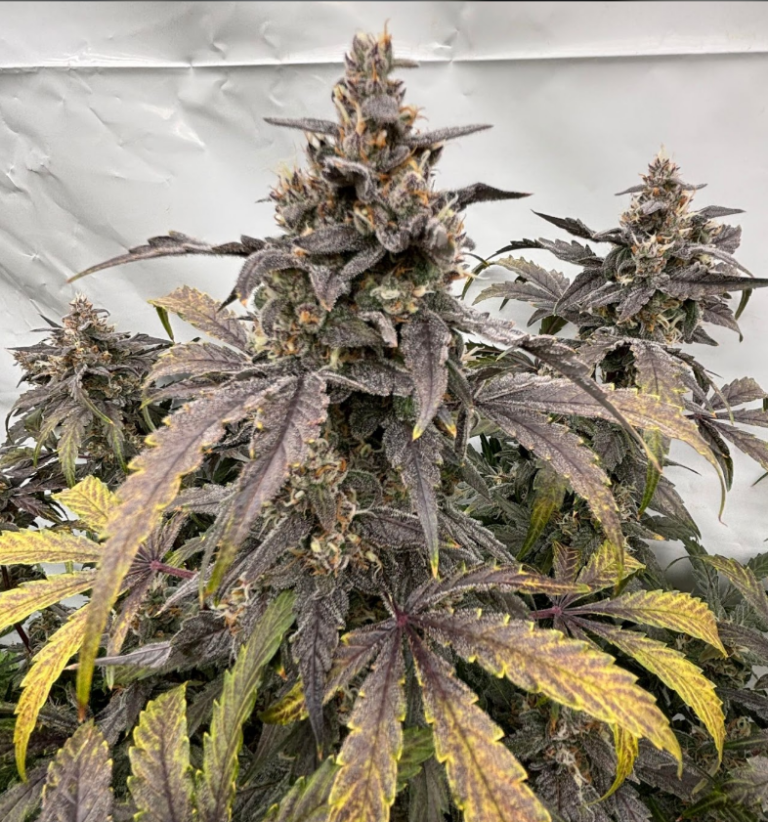 BLUE CHEMO | BUTTER BEAN BIRDSEED | AUTOFLOWER CANNABIS SEEDS FEMALE ...