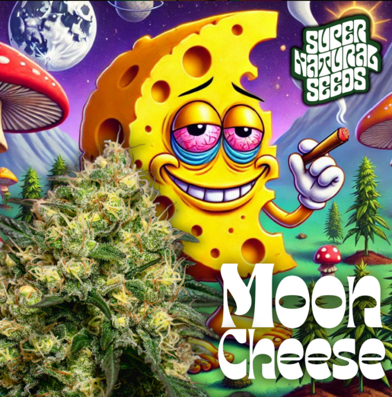 MOON CHEESE | SUPERNATURAL SEEDS | AUTOFLOWER CANNABIS SEEDS FEMALE ...