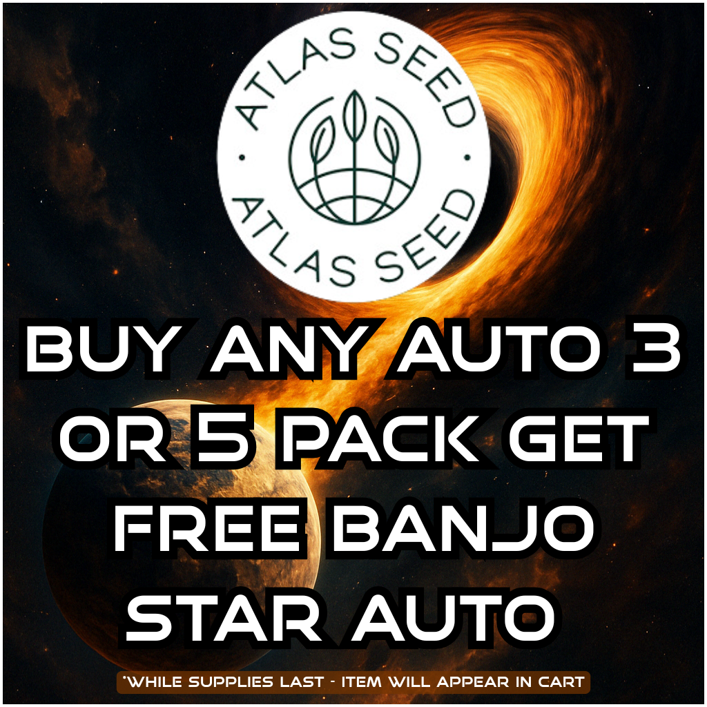 Autoflower Cannabis Seeds for Easy Growing | Multiverse Beans