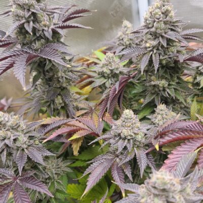 STINKY PINK (F1) | ROMULAN GENETICS | PHOTOPERIOD CANNABIS SEEDS FEMALE ...