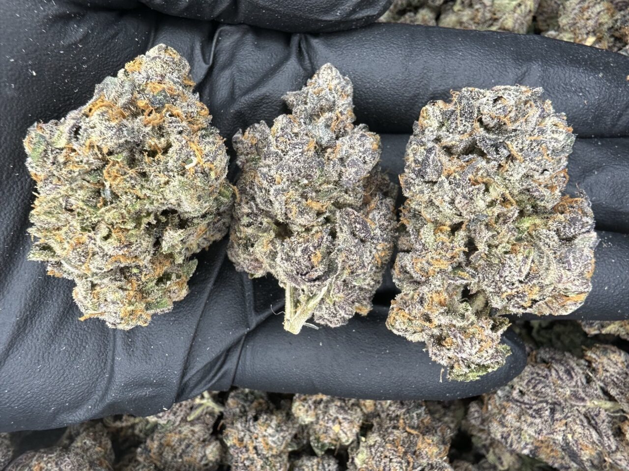 BUBBLEGUM GELATO | THCA FLOWER | THCA 32.429% | Multiverse Beans Seed Bank